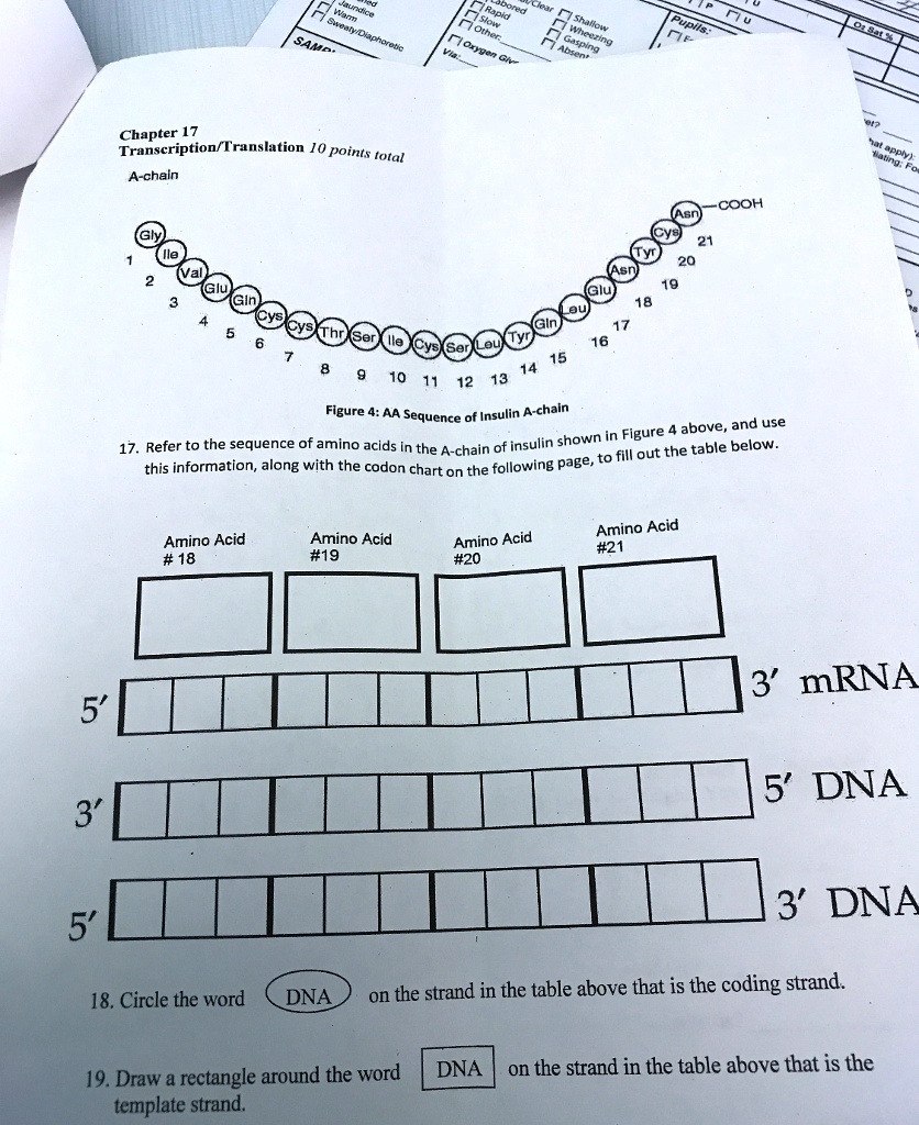 SOLVED: Chapter 17 Transcription/Translation 10 points total A-chain ... SOLVED: Chapter 17 Transcription/Translation 10 points total A-chain ...