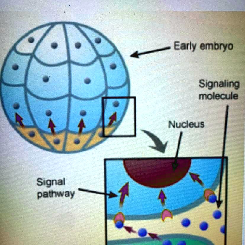SOLVED: Below is a diagram illustrating how cells at the bottom of the ...