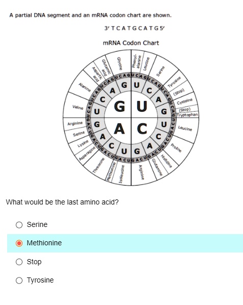 a partial dna segment and an mrna codon chart are shown 3 t c a t g c a ...