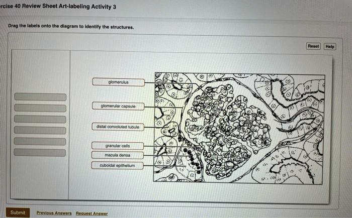 SOLVED: Exercise 40 Review Sheet Art-labeling Activity 3 Drag the labels onto the diagram to ...