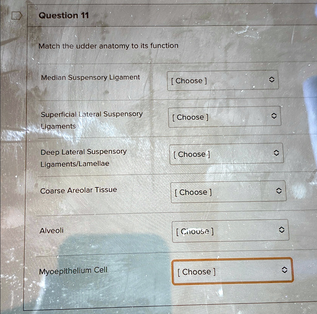 question 11 match the udder anatomy to its function median suspensory ...