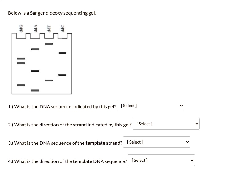 SOLVED: Below is Sanger dideoxy sequencing gel: 3 4 3 4 1.) What is the DNA sequence indicated ...