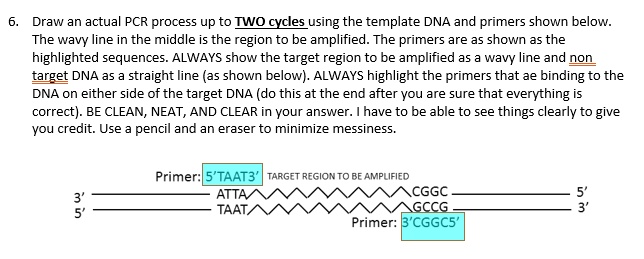 SOLVED: Draw an actual PCR process up to two cycles using the template ...