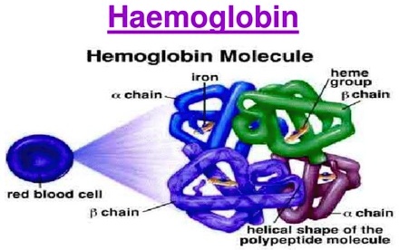 haemoglobin hemoglobin molecule tron heme group chain fchain red blood ...