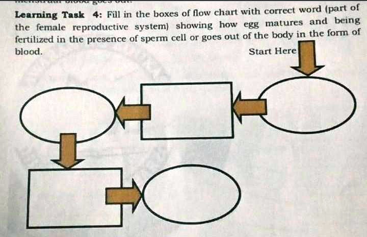 SOLVED: 'Learning Task 4 : Female Reproductive System Learning Task 4 ...