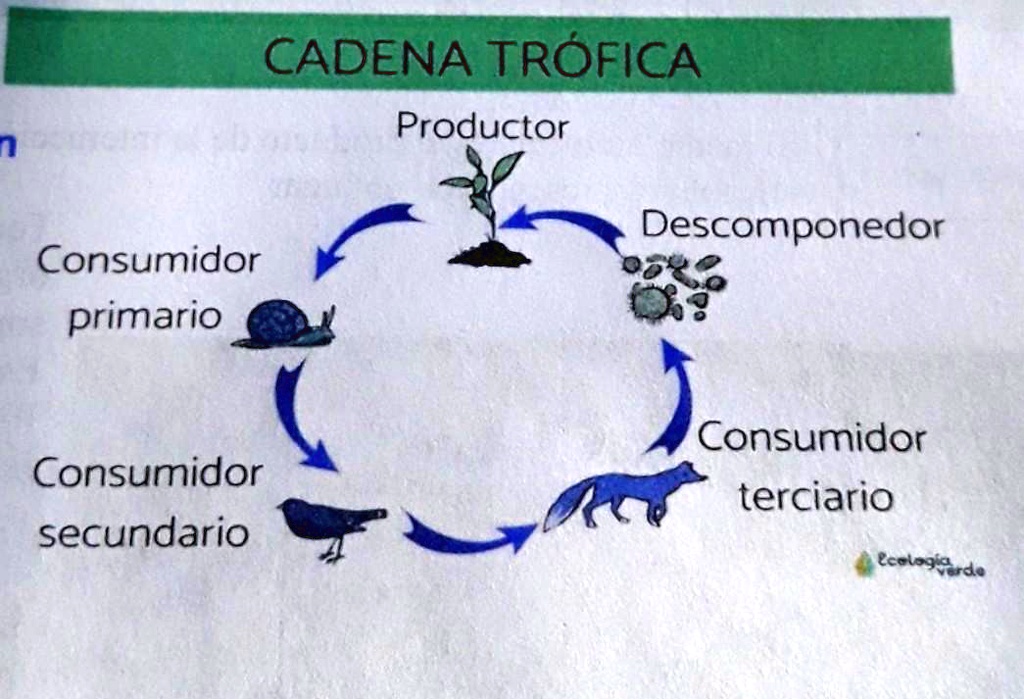 1.-Que Poblaciones reconoce en la imagen? CADENA TRÓFICA Productor 7 ...