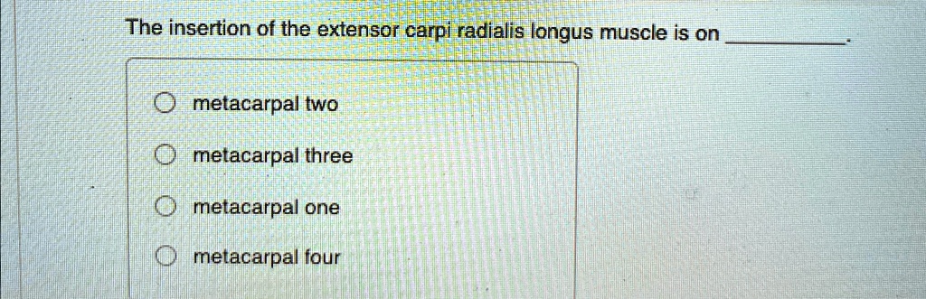 The insertion of the extensor carpi radialis longus muscle is on ...