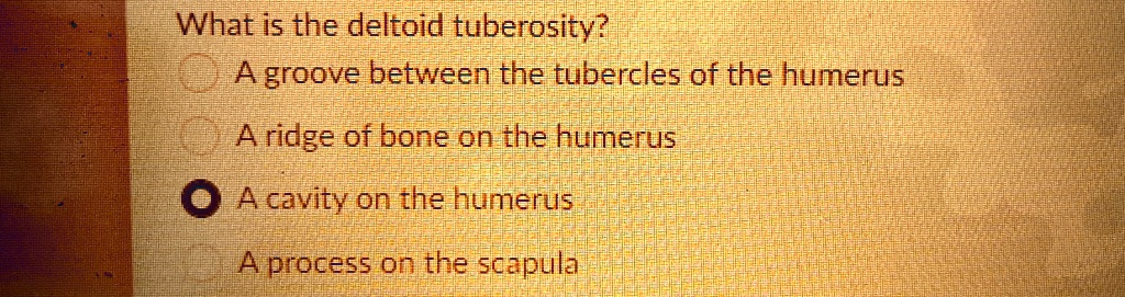 What is the deltoid tuberosity? A groove between the tubercles of the ...