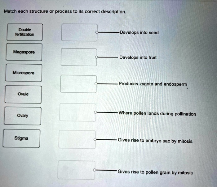 Match each structure or process t0 its correct descriptlon...