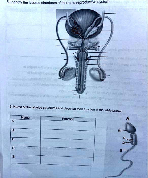 SOLVED: 5. Identify the labeled structures of the male reproductive ...