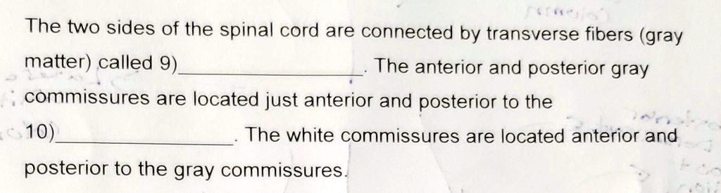 SOLVED: The two sides of the spinal cord are connected by transverse ...