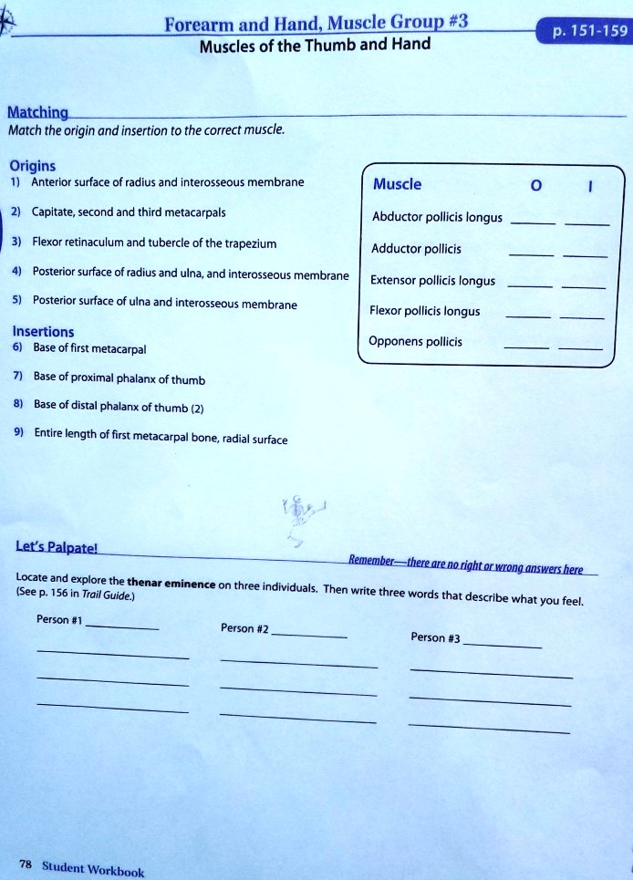 Forearm and Hand, Muscle Group #3 Muscles of the Thumb and Hand ...
