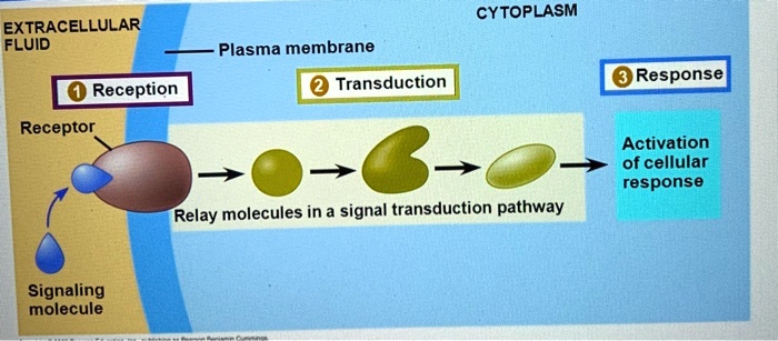 SOLVED: CYTOPLASM EXTRACELLULAR FLUID Plasma membrane Transduction ...