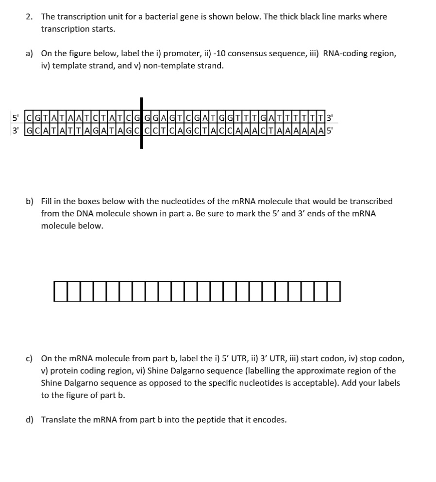 SOLVED: The transcription unit for a bacterial gene is shown below. The ...