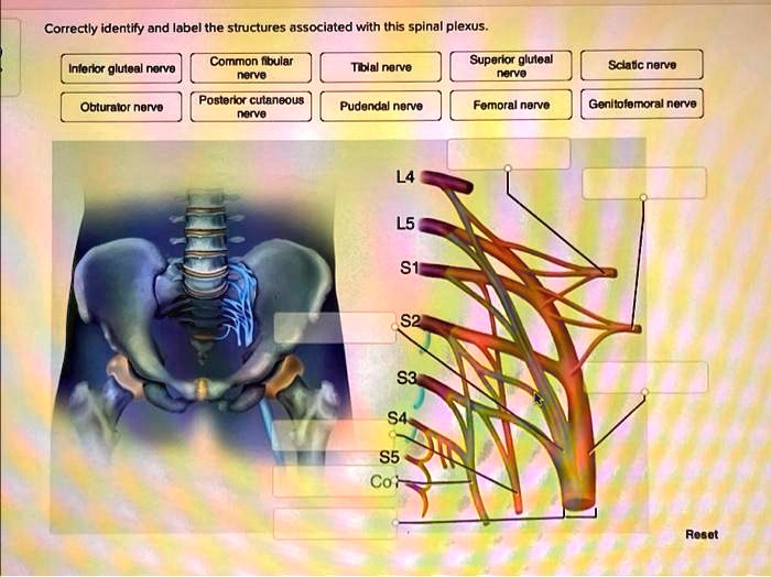 SOLVED: Correctly identify and label the structures associated with ...