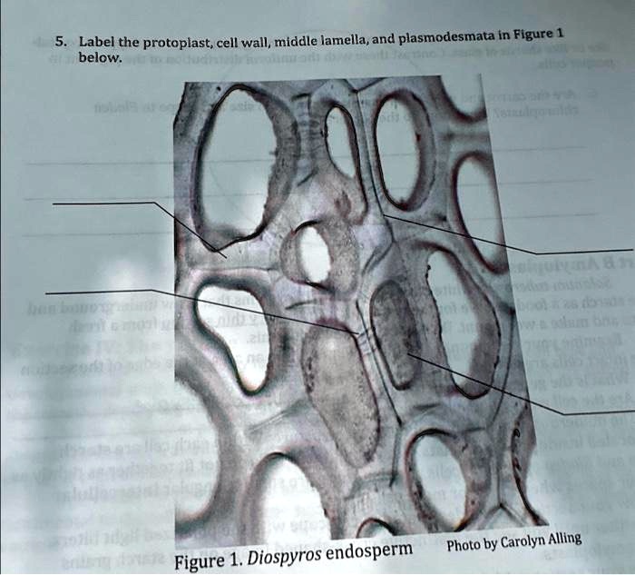 SOLVED: Texts: 5. Label the protoplast, cell wall, middle lamella, and ...