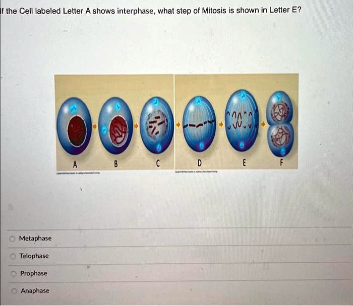 If the Cell labeled Letter A shows interphase, what step of Mitosis is ...