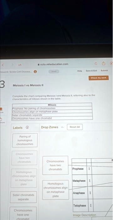 Meiosis I vs Meiosis II Complete the chart comparing Meiosis I and ...