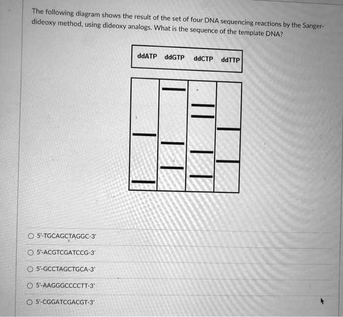 SOLVED: The following diagram shows the result of the dideoxy method ...