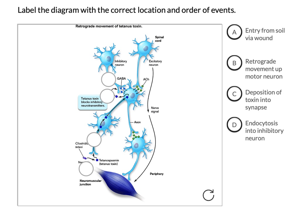 label the diagram with the correct location and order of events ...