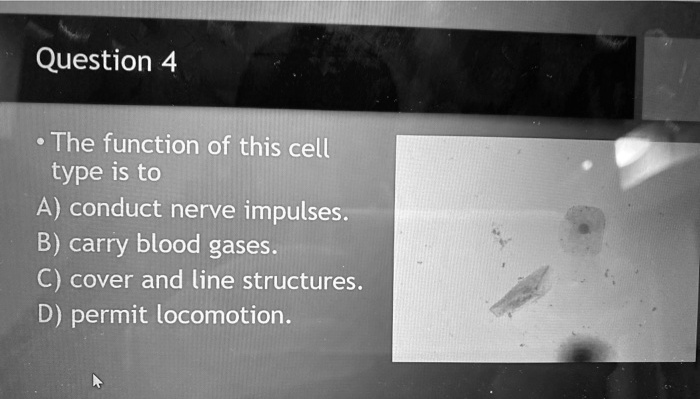 SOLVED: Question 4 The function of this cell type is to A) conduct ...