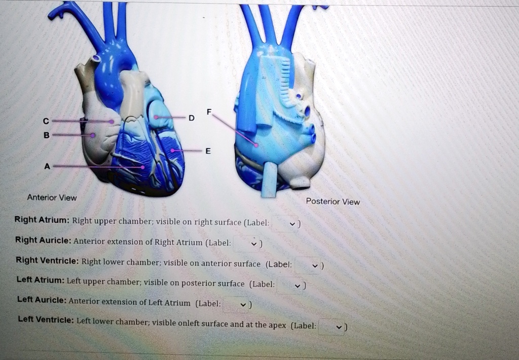 F C D B A E Anterior View Posterior View Right Atrium: Right upper ...