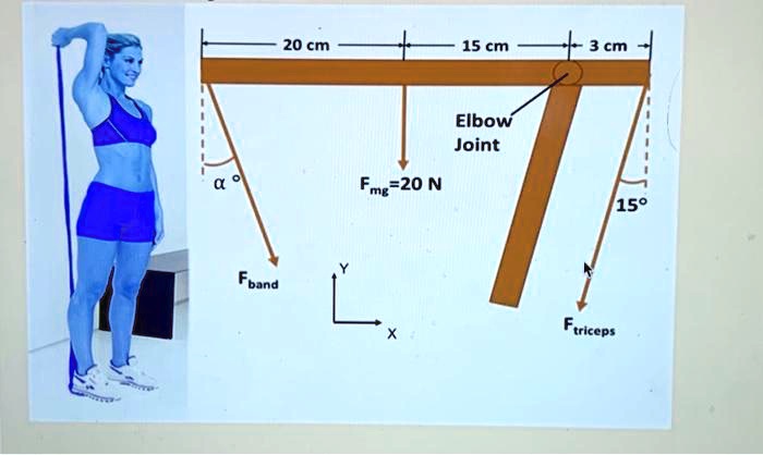 SOLVED: A male is doing a single-arm triceps curl as shown above. The ...