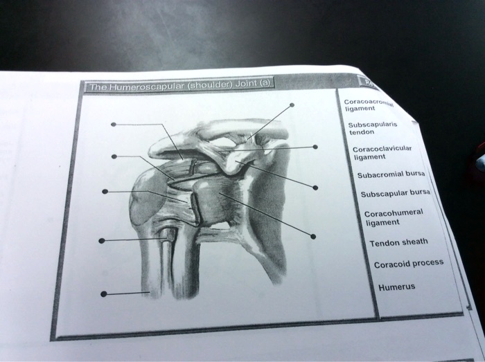 SOLVED: Coracoclavicular ligament Subscapularis tendon Coracoclavicular ...