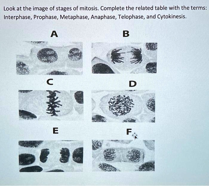 Look at the image of stages of mitosis. Complete the related table with ...