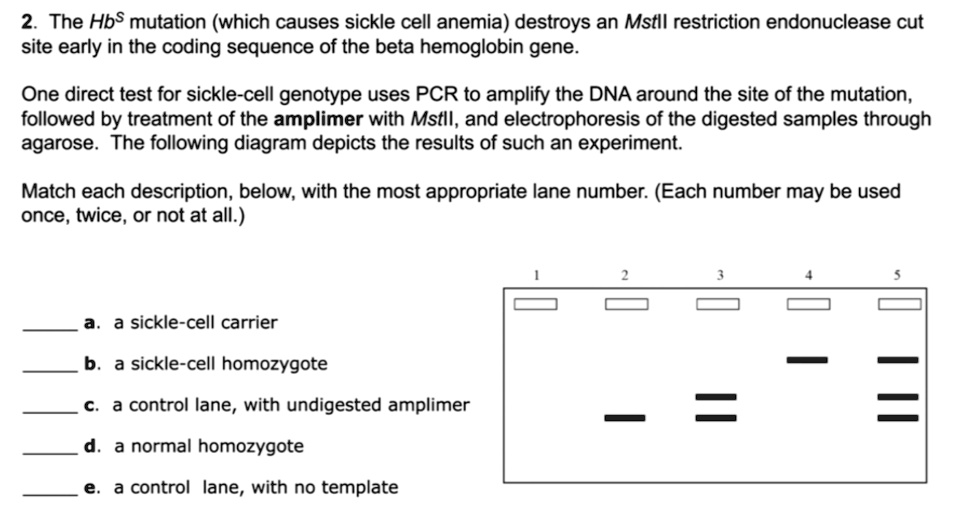 2. The Hbs mutation (which causes sickle cell anemia) destroys an MstIl ...