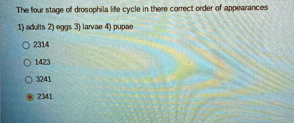 The four stage of drosophila life cycle in there correct order of ...