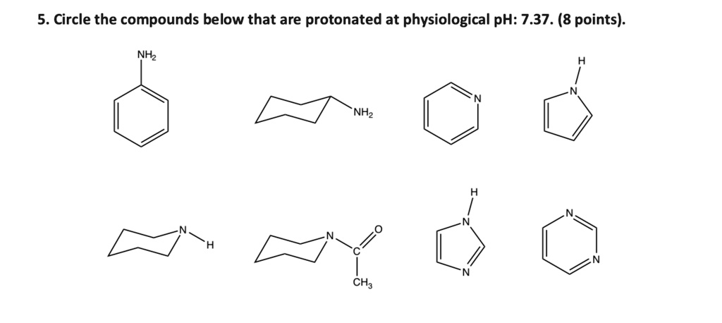 SOLVED: 5. Circle the compounds below that are protonated at ... SOLVED: 5. Circle the compounds below that are protonated at ...