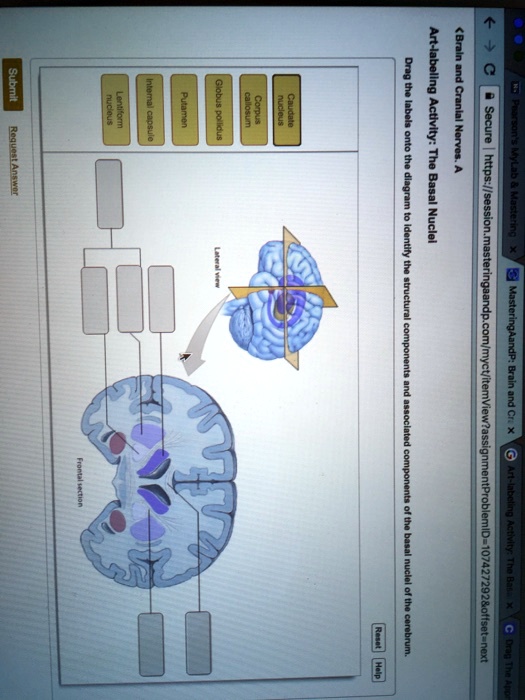 SOLVED: C - Art-labeling Activity: The Basal Nuclei, Brain, and Cranial Nerves. Drag the labels ...