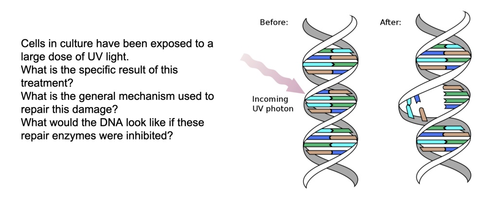 SOLVED: Before: After: Cells in culture have been exposed to a large ...