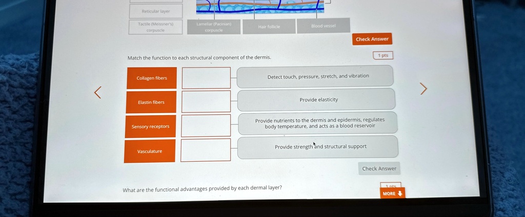 SOLVED: Match the function to each structural component of the dermis ...