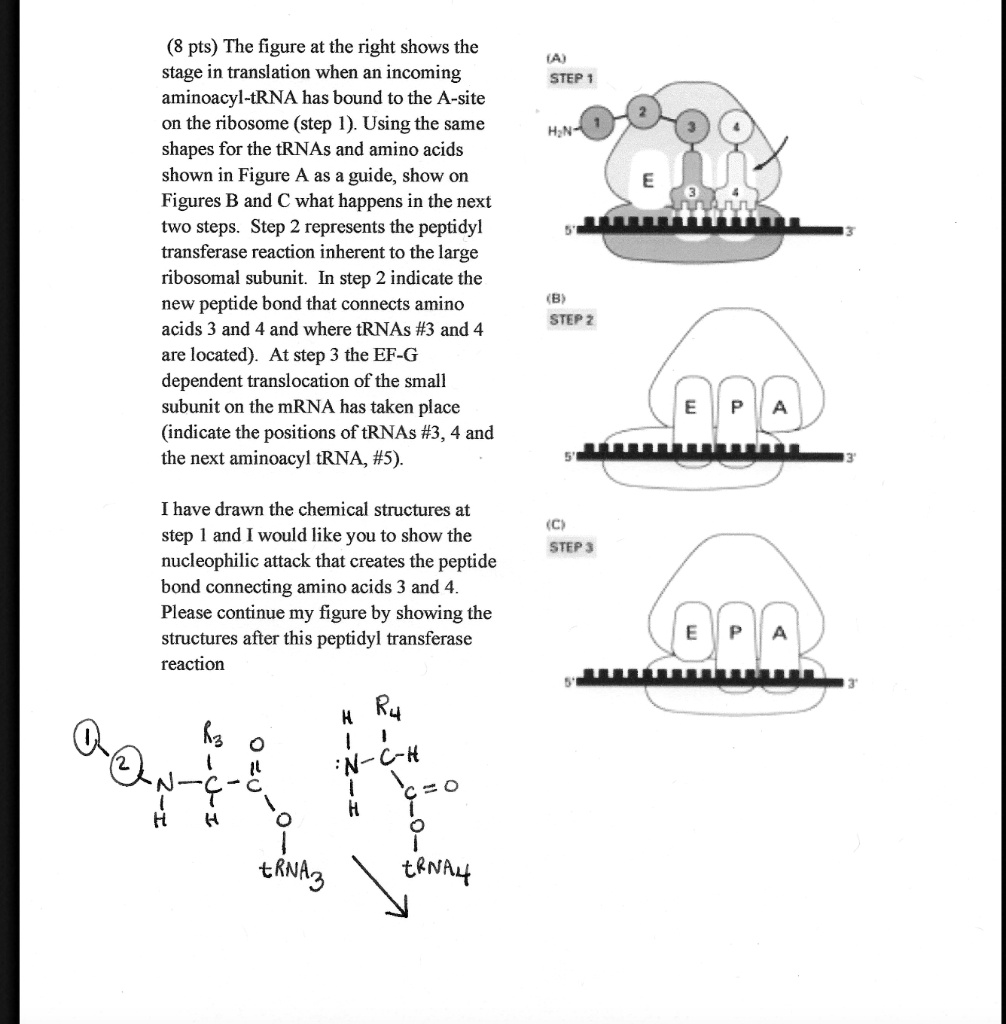 8 pts the figure at the right shows the stage in translation when an ...