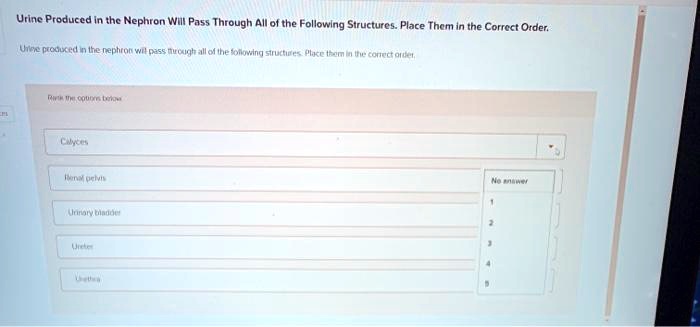 Urine Produced in the Nephron Will Pass Through All of the Following Structures. Place Them in ...