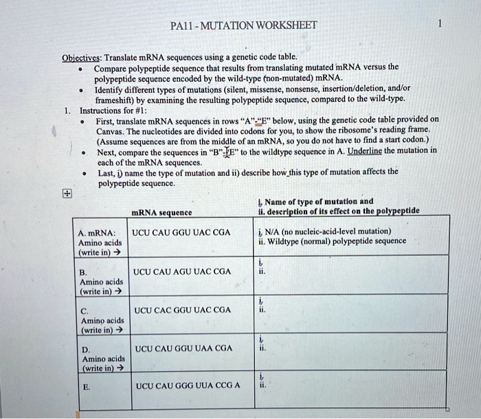 paii mutation worksheet qbiectives translate mrna sequences using ...