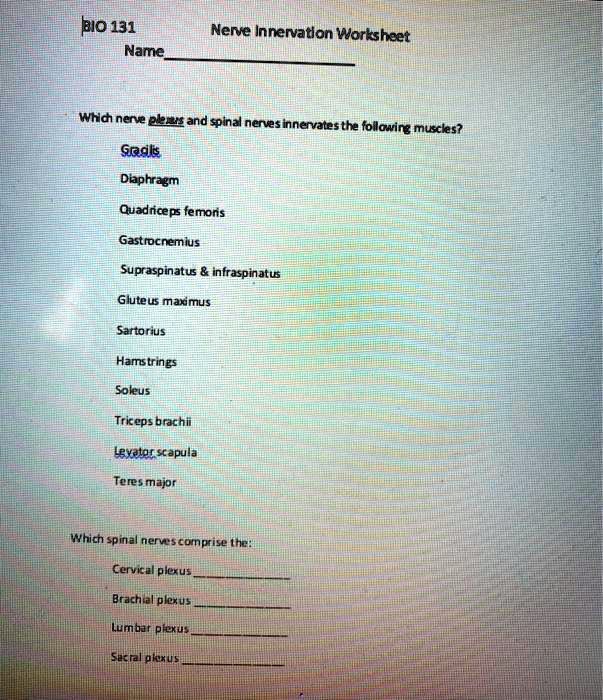 SOLVED: Title: Nerve Innervation Worksheet Which nerves innervate the ...