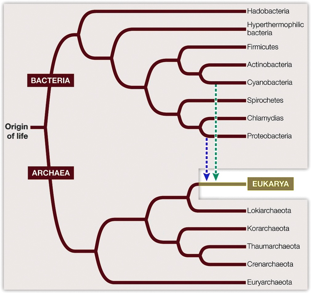SOLVED: - Hadobacteria - Hyperthermophilic bacteria - Firmicutes ...