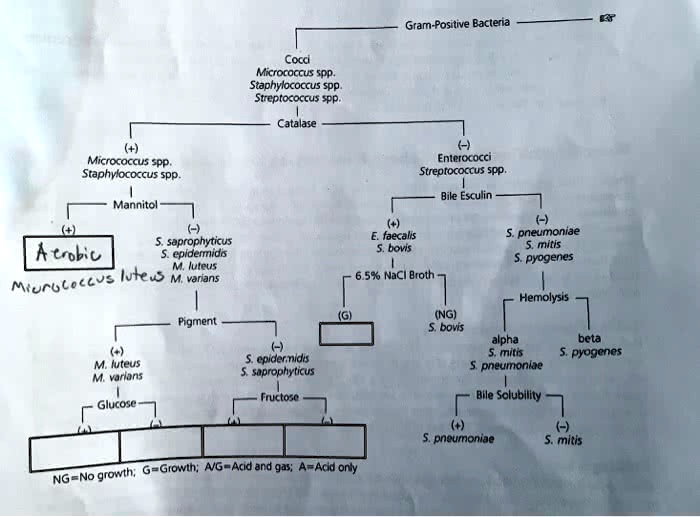 Gram-Positive Bacteria (+) Cocci Micrococcus spp. Staphylococcus spp ...