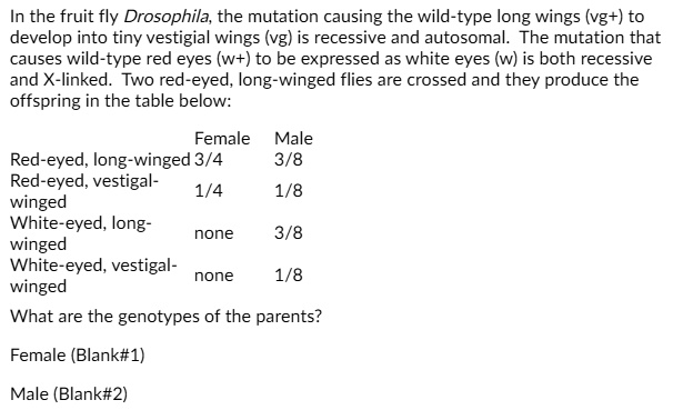 in the fruit fly drosophila the mutation causing the wild type long ...