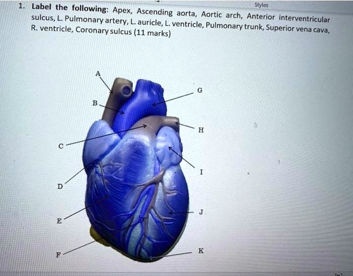 Styles 1. Label the following: Apex, Ascending aorta, Aortic arch ...