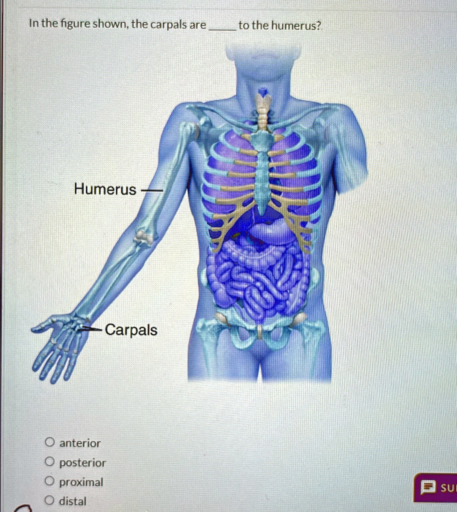 SOLVED: In the figure shown, the carpals are to the humerus? anterior ...