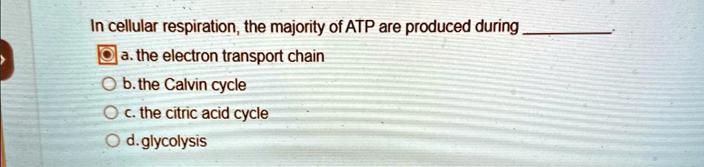 in cellular respiration the majority of atp are produced during a the ...