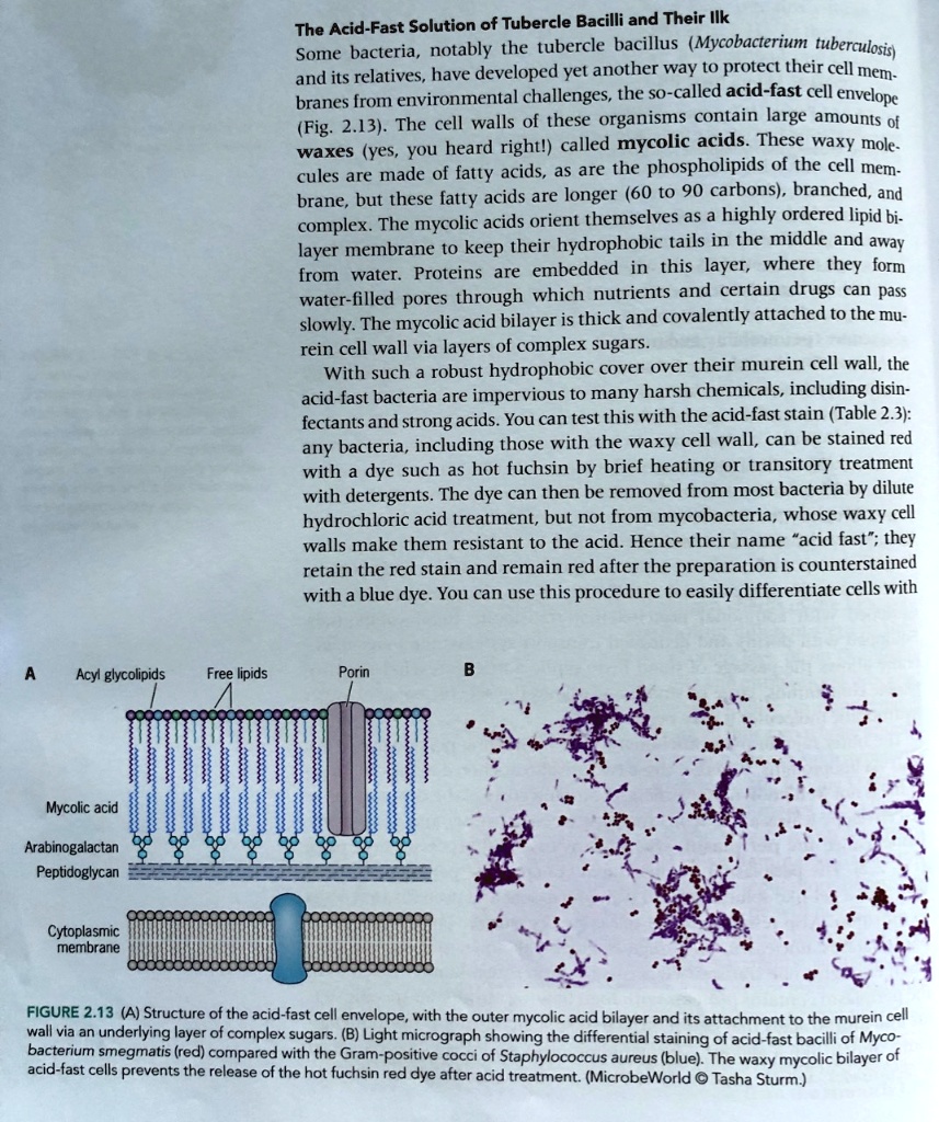 SOLVED:The Acid-Fast Solution of Tubercle Bacilli and Their Ilk Some ...
