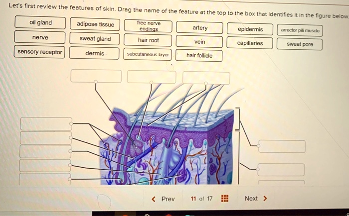 SOLVED: Let's first review the features of skin; Drag " name of the ...