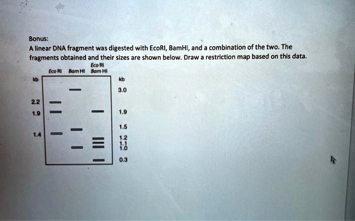 bonus linear dna fragment was digested with ecori bamhi and combination of the two the fragments ...