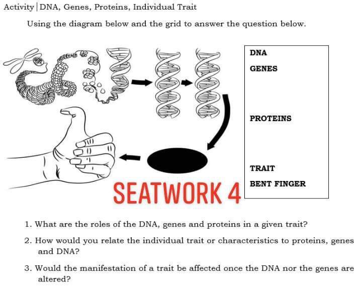 Activity|DNA, Genes, Proteins, Individual Trait Using the diagram below ...