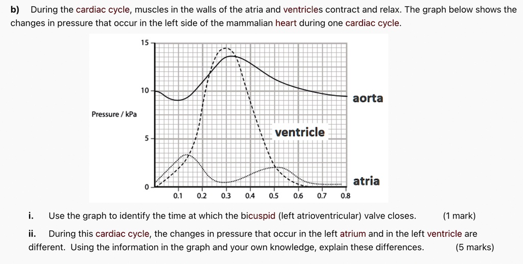 b) During the cardiac cycle, muscles in the walls of the atria and ...